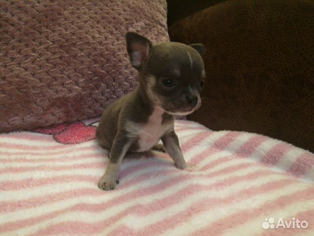 Чихуахуа