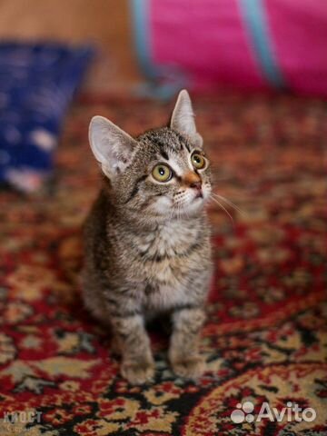 Забавный полосатик, мальчик 2 месяца