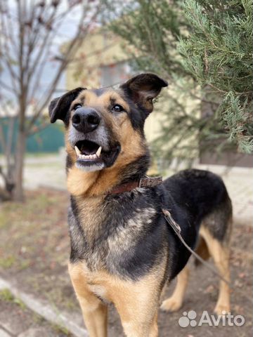Метис овчарки Арон ждёт свою семью