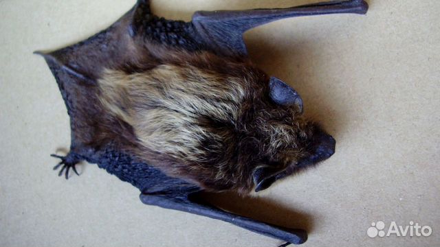 Летучая мышь