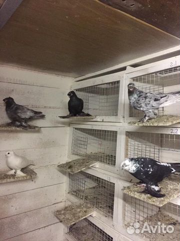 Голуби узбекские, бакинские,бойные