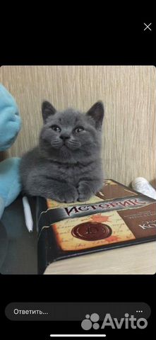 Котики ищут дом