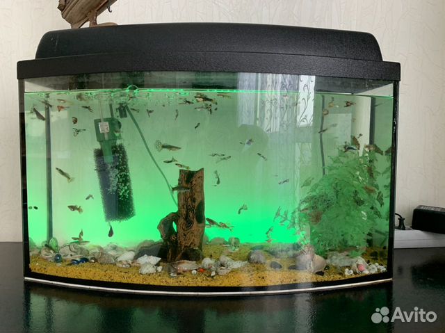 Аквариум