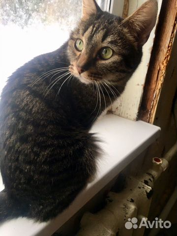 Кот Мурзик в добрые руки