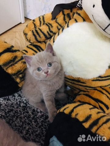 Шотландские чистопородные котята