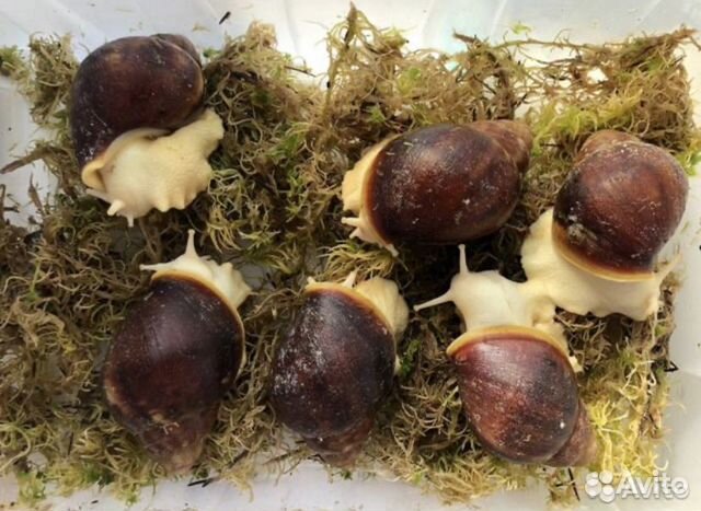 Африканские улитки Архахатина Паулаэрти Альбино