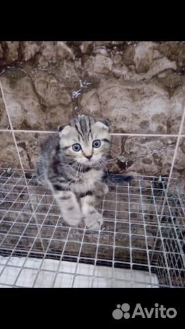 Шотландская