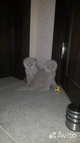 Нас у мамы четверо ждём Вас сегодня