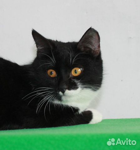 Милая кошечка 6 месяцев