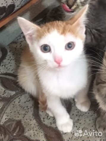 Котик ищет дом