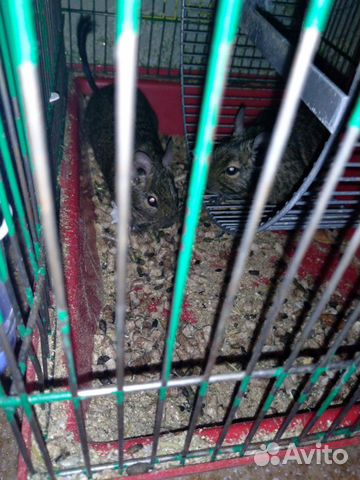 Продам белочек дегу