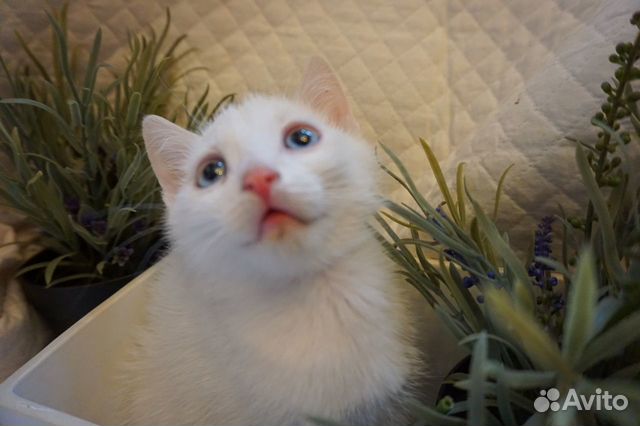 Домашние котята