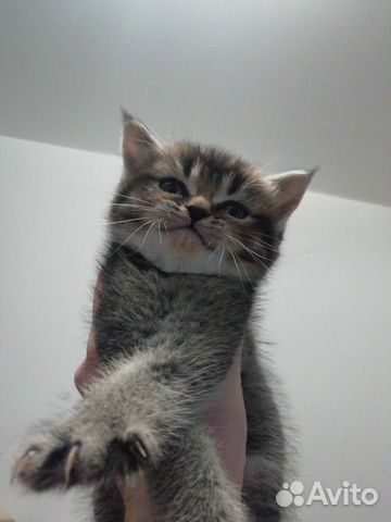 Шотландская кошечка