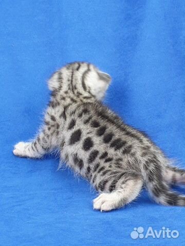 Бенгальские котята (серебро, золото, снег)