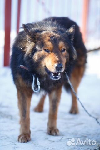 Собака Мальчик Ильдаго