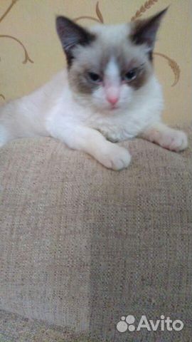 Котёнок