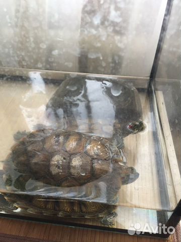 Красноухие Черепахи