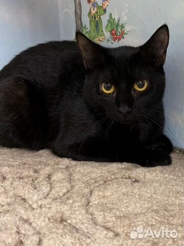 Маленькая пантера ищет дом