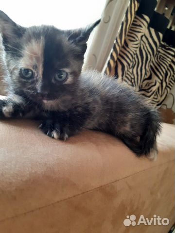 Котёночек девочка