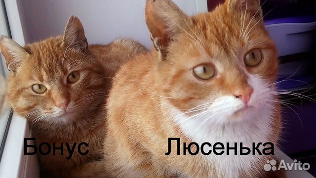 Очень классные рыжики Бонус и Люся 1 год ищут дом