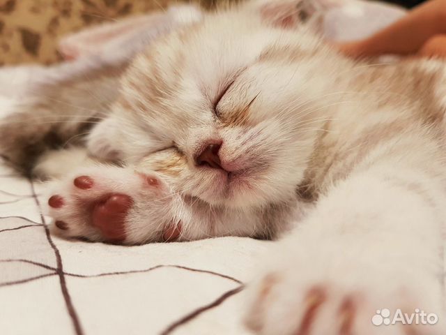 Котята Шотландцы (Скоттиш-фолды и Скоттиш-страйты)