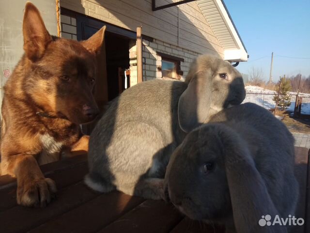 Французские бараны- самки