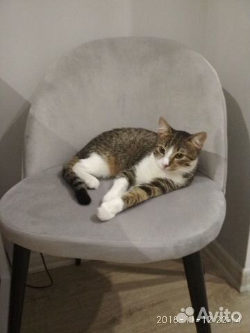 Кот Кузя 1,5 года (домашний)