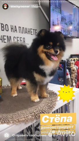 Шпиц случка