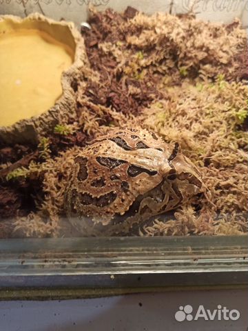 Лягушка,украшенная рогатка