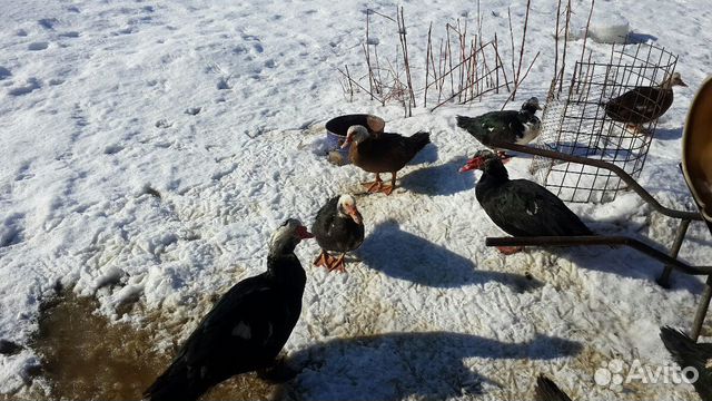 Индоутки от