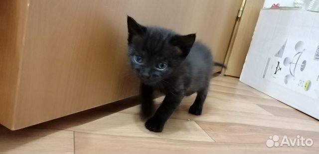 Чёрная кошечка