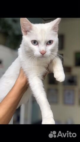 Самая лучшая кошка ищет дом