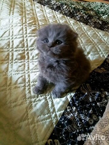 Медвежонок