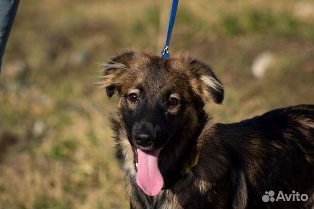 Грета ищет дом