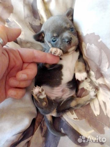 Мышонок чихуахуа