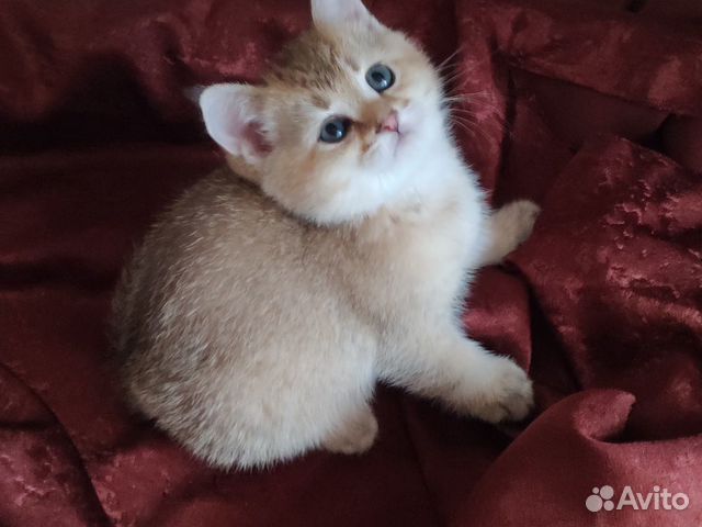 Британский котенок золотая шиншилла