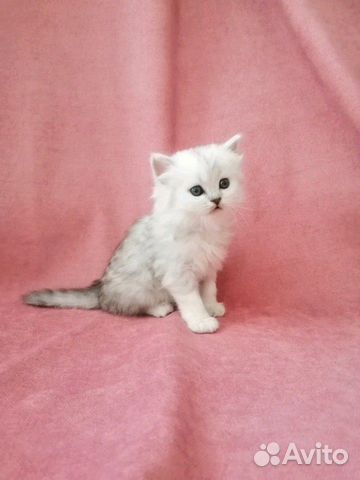 Шотландский прямоухий котенок