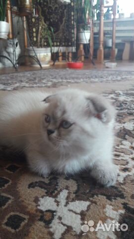 Котята британские
