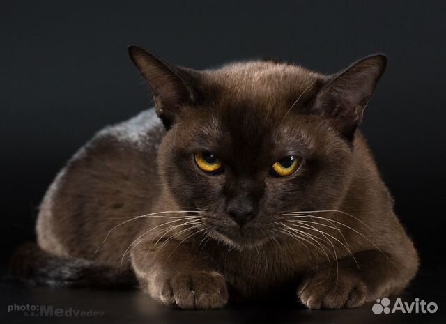 Предлагается для вязки кот Европейской Бурмы