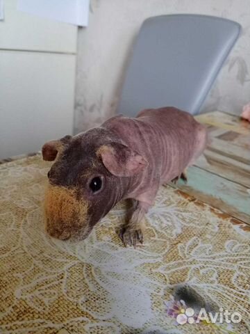 Морская свинка