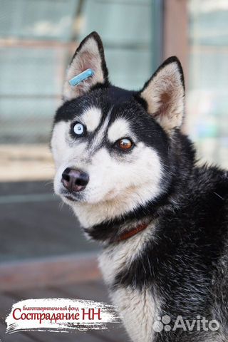 Хаски в добрые ручки