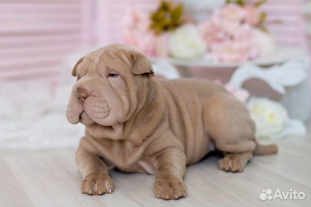 Изабелловые малыши