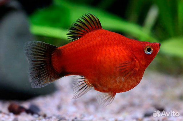 Рыбки пецилии баллон,растения аквариумные