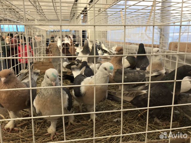 Турецкая Такла Бакинские бойныеиранские Бойные