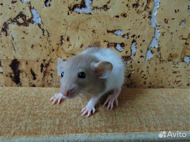 Крысы. крысята дамбо, стандарт. дабл рекс, клетки