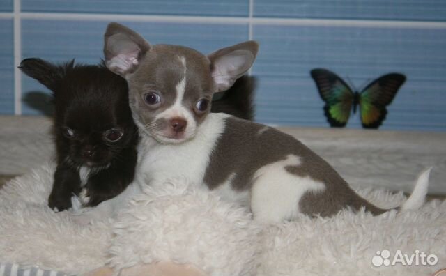 Мини бело-лиловый мальчик 3 мес