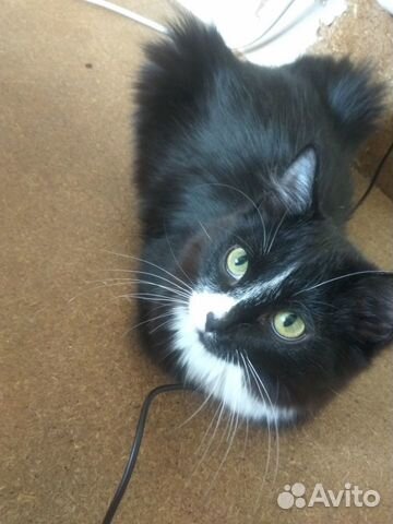 Кошечка Амели