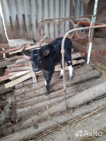 Телочки бычки