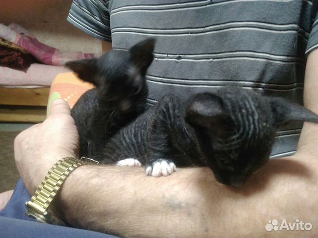 Донской сфинкс