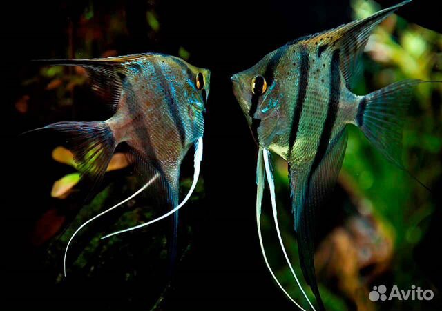 Скалярии ампулярии